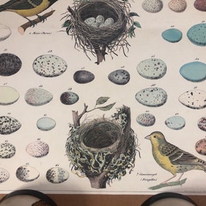 Natural History Birds Eggs Nests Poster Collage Vintage Style Animals ...