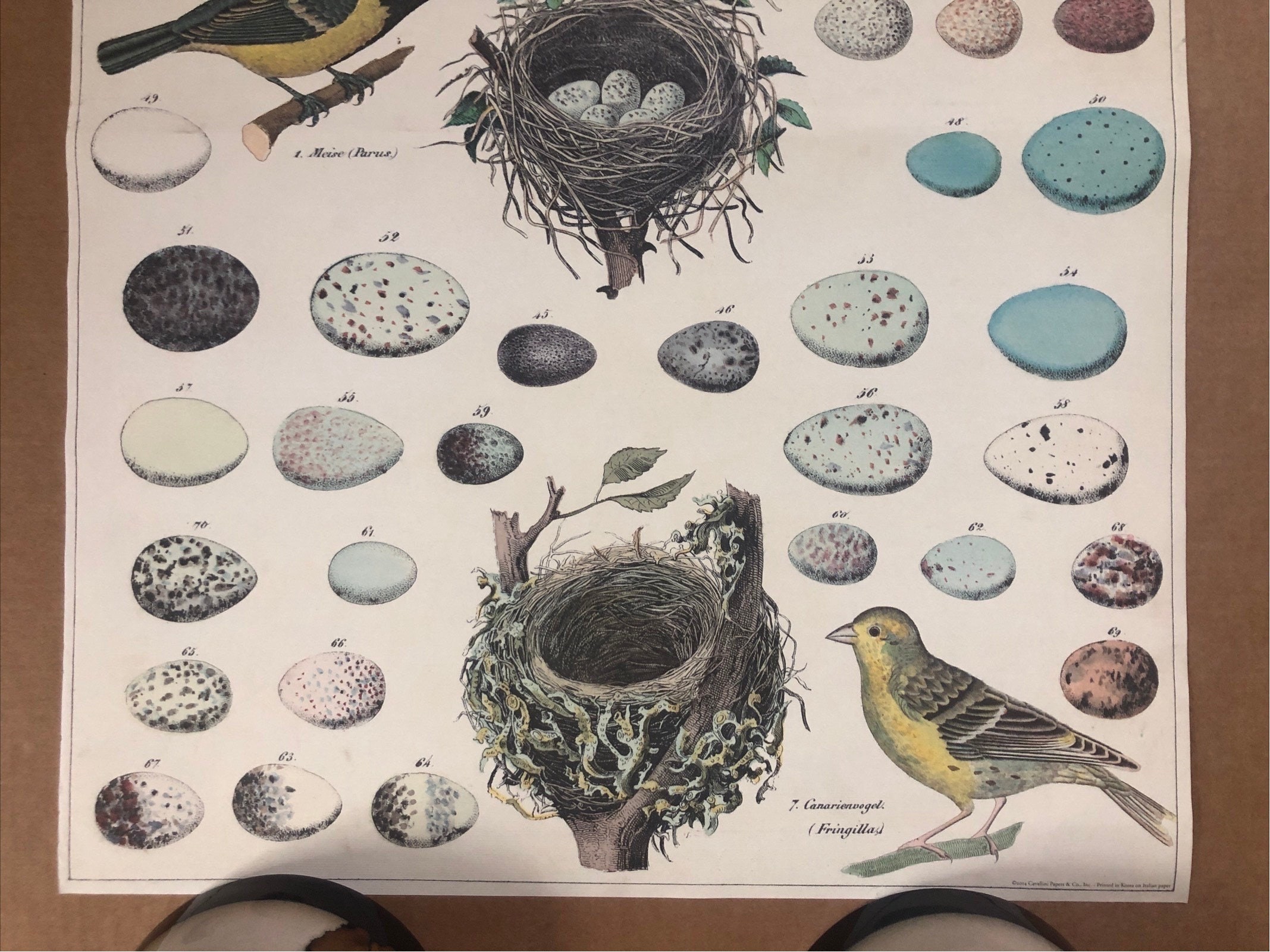 Natural History Birds Eggs Nests Poster Collage Vintage Style Animals ...
