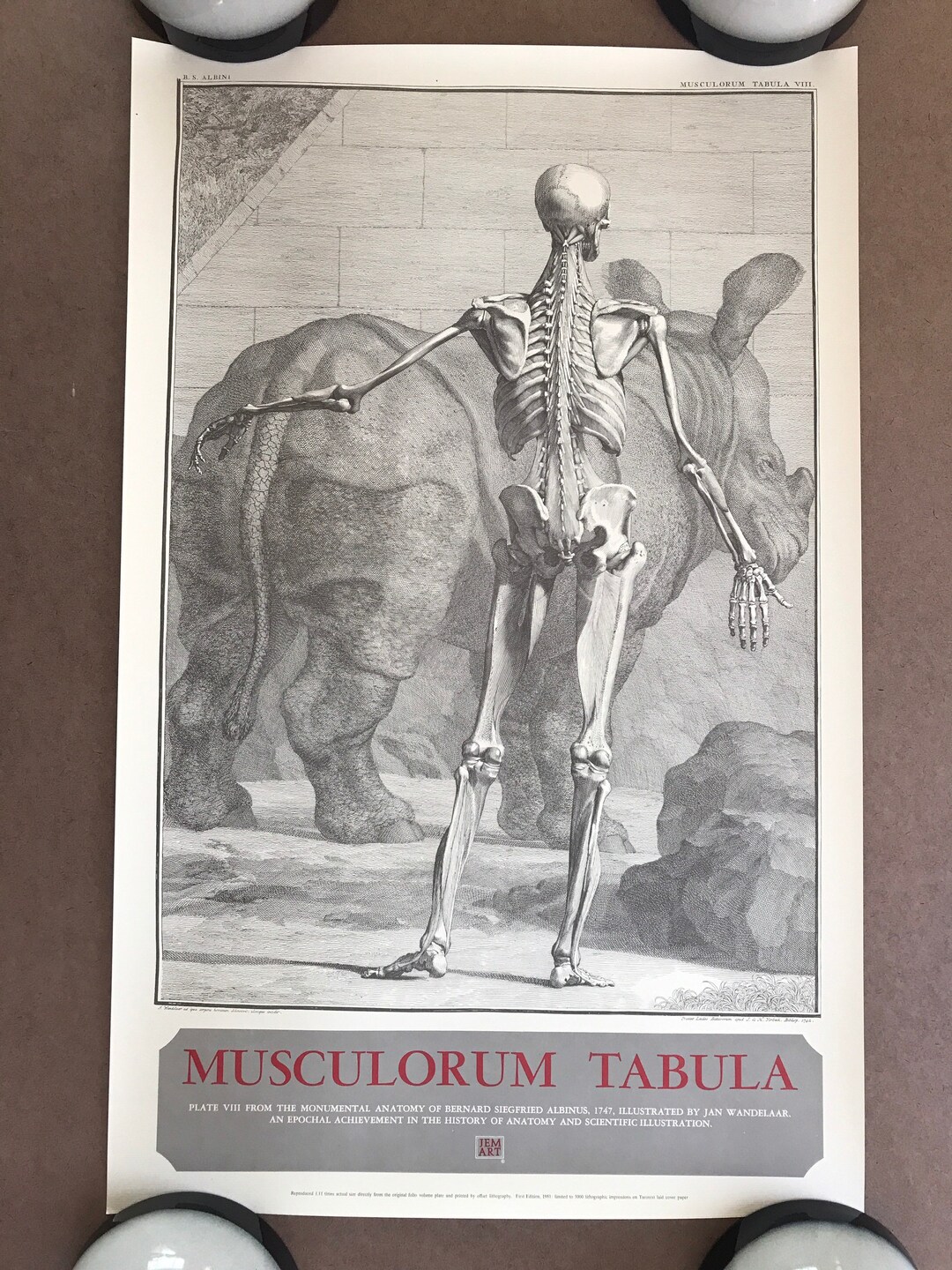 Vintage Original 1980s Anatomy Muscular Tabula Litho Lithography Poster ...