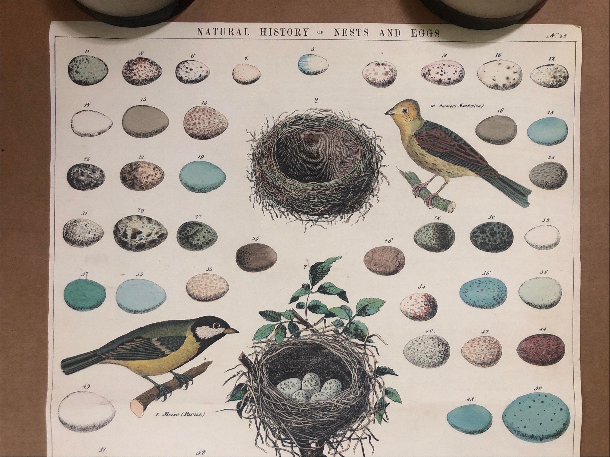 Natural History Birds Eggs Nests Poster Collage Vintage Style Animals ...