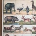 Les Animals Poster Collage Animal Illustration Kids Room Children ...