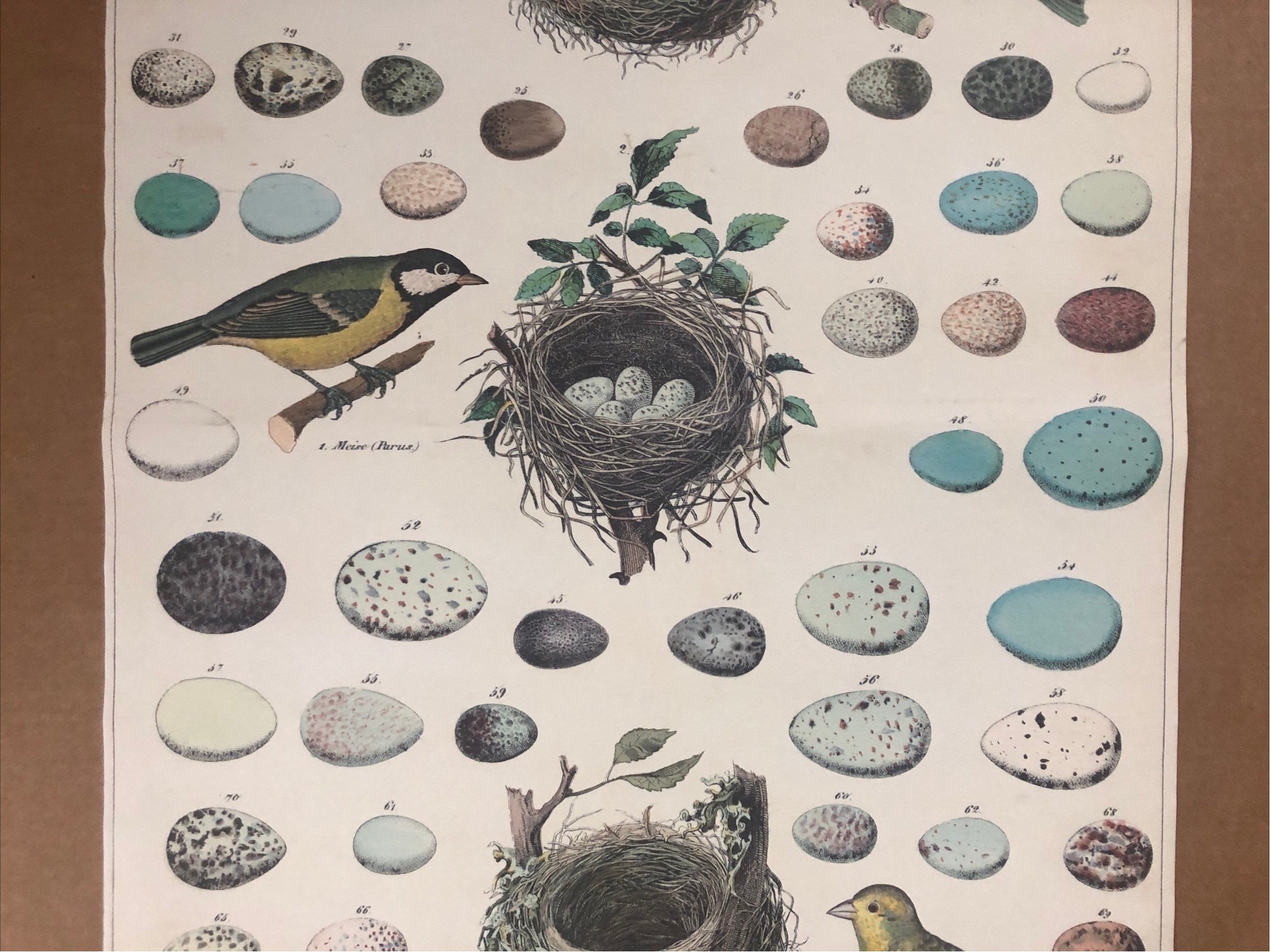 Natural History Birds Eggs Nests Poster Collage Vintage Style Animals ...