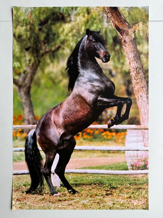 Il Cavallo Stallone Nero BLACK IN SIDE – SG Ranch