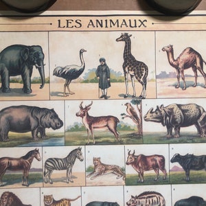 Les Animals Poster Collage Animal Illustration Kids Room Children ...