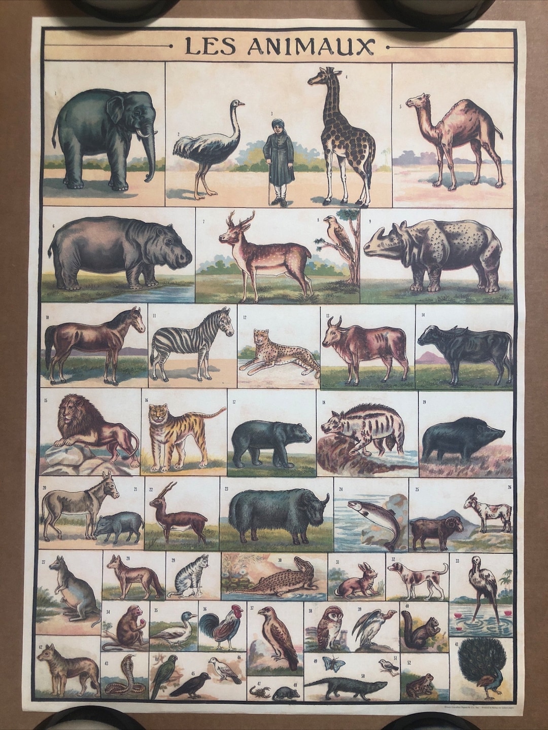 Les Animals Poster Collage Animal Illustration Kids Room Children ...