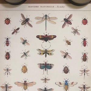 Historia natural Insectos Collage Póster Errores Ilustración francesa ...