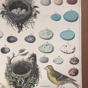 Natural History Birds Eggs Nests Poster Collage Vintage Style Animals ...