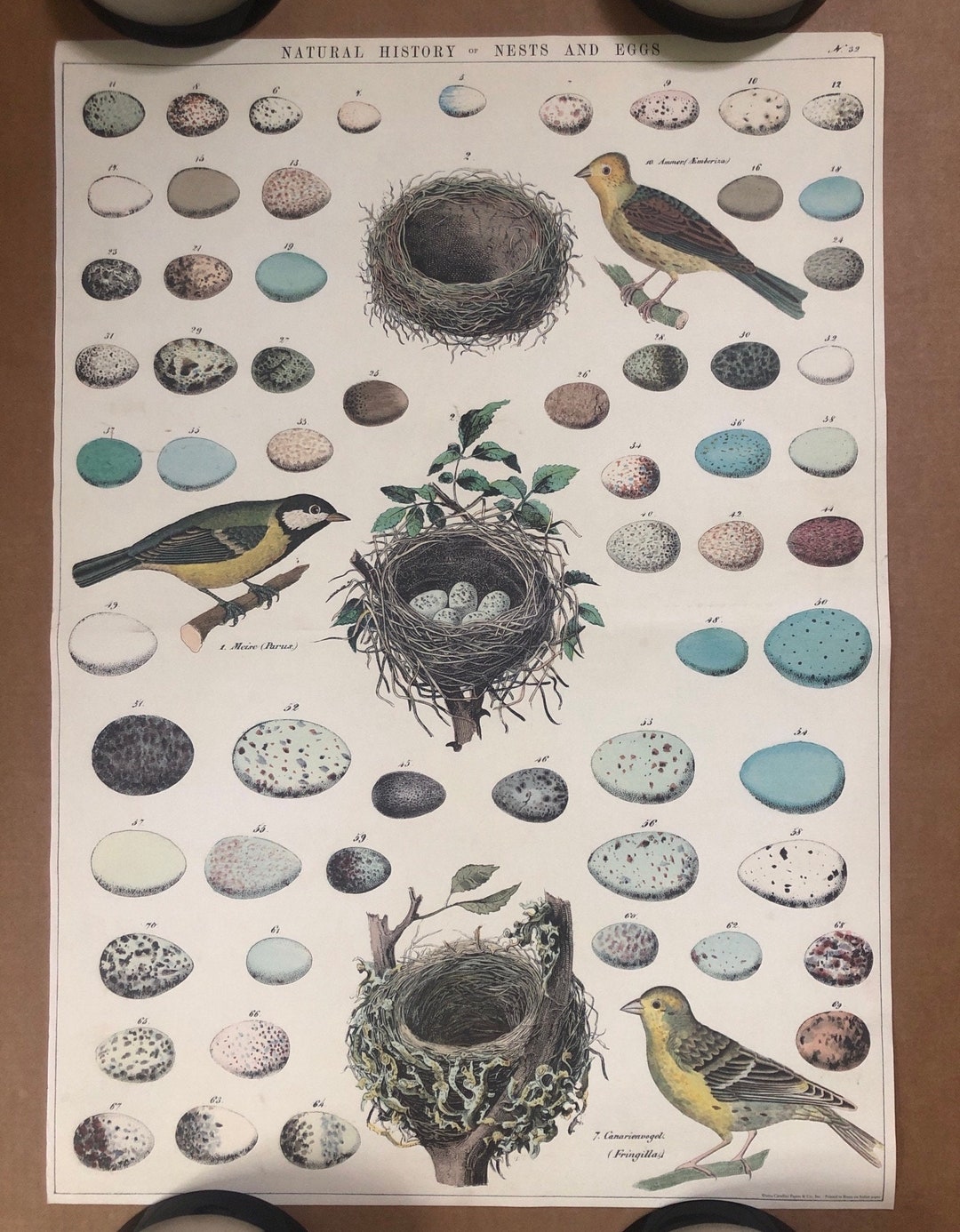 Natural History Birds Eggs Nests Poster Collage Vintage Style Animals ...
