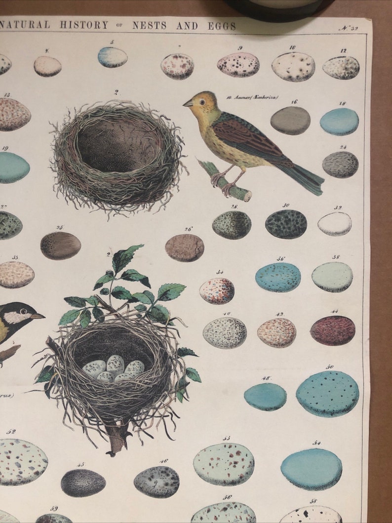 Natural History Birds Eggs Nests Poster Collage Vintage Style Animals ...