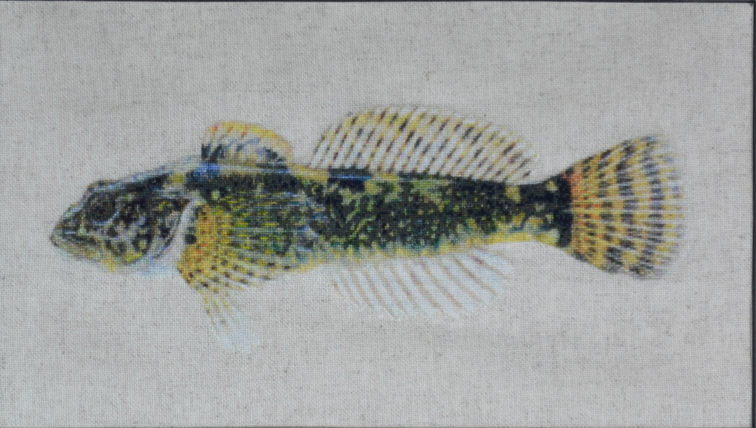 Cottus Leiopomus or Wood River Sculpin - Etsy