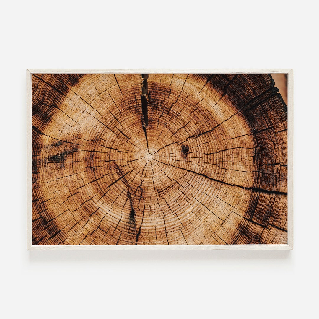 Tree Ring Print, Tree Slice Photo, Wood Wall Art, Rustic Home Decor ...