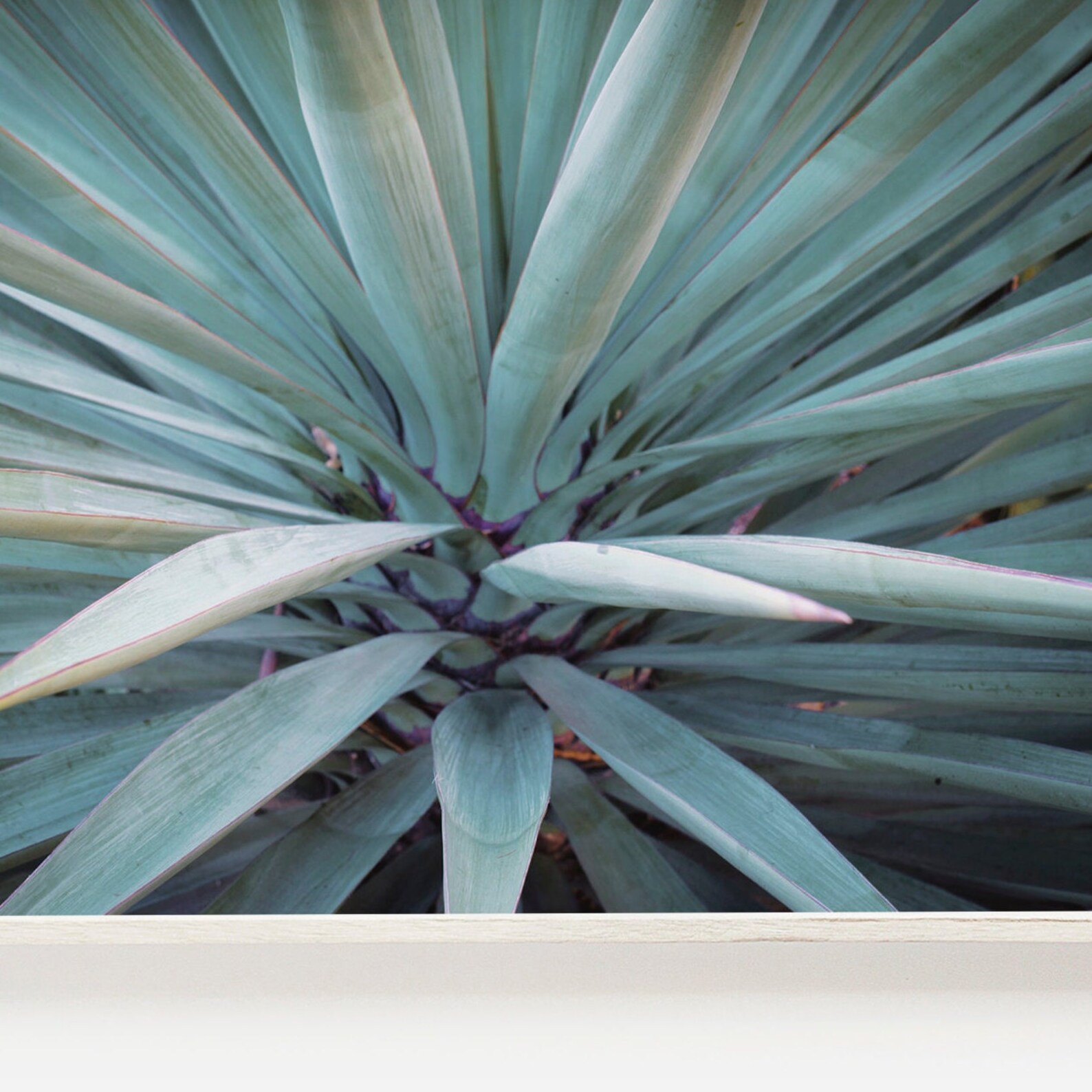 Blue Agave Print, Mexico Wall Art, Agave Farm Poster, Mexico Cactus ...