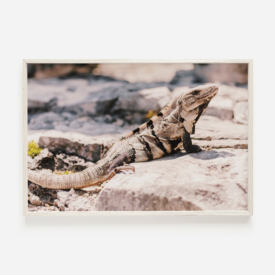 Mexico Iguana Poster, Tulum Wildlife Print, Lizard Wall Art, Jungle ...