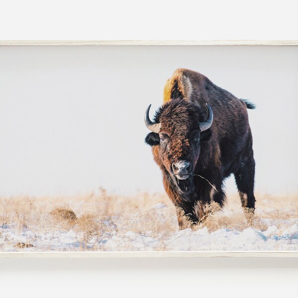 Bison Print - Etsy