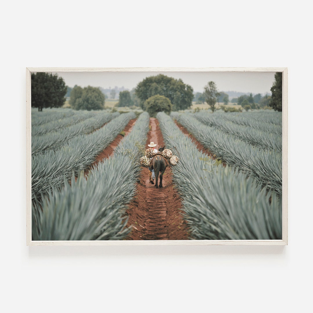 Walking Through Agave Fields, Southwest Agave Farm, Working Donkey Wall ...