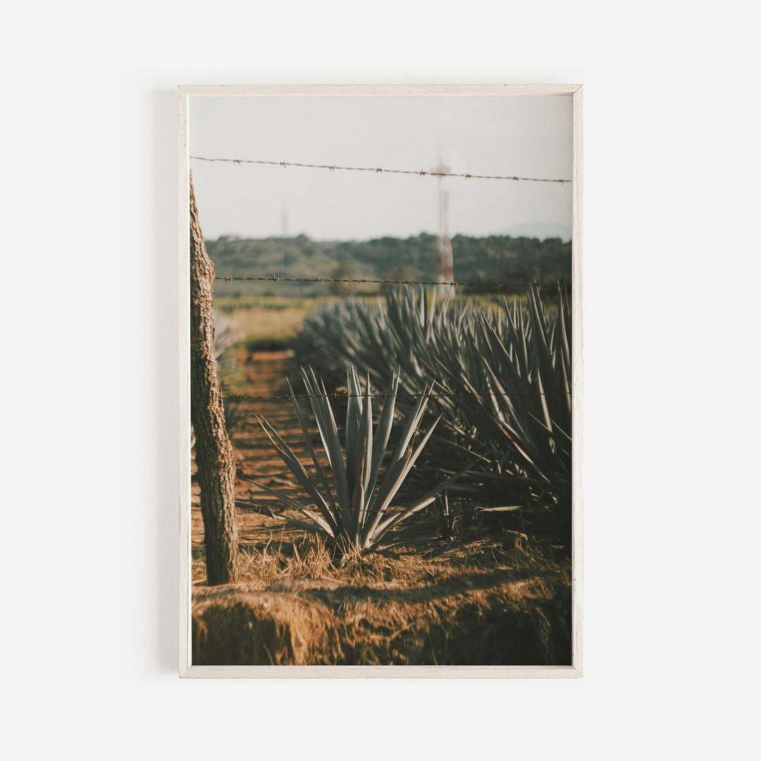 Agave Farm Wall Art, Barbed Wire Fence, Southwest Agriculture, Mexico ...