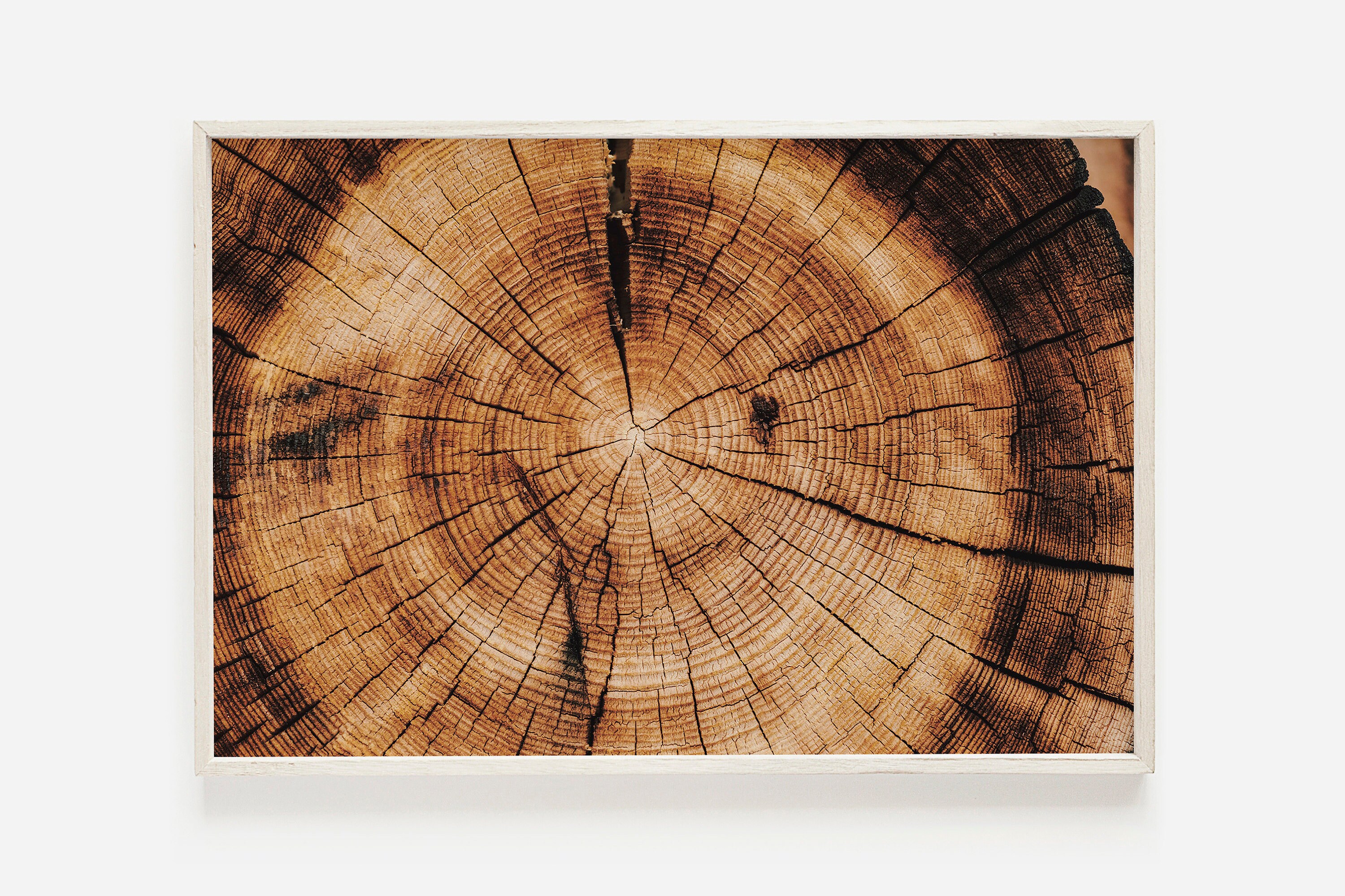 Tree Ring Print Tree Slice Photo Wood Wall Art Rustic Home - Etsy