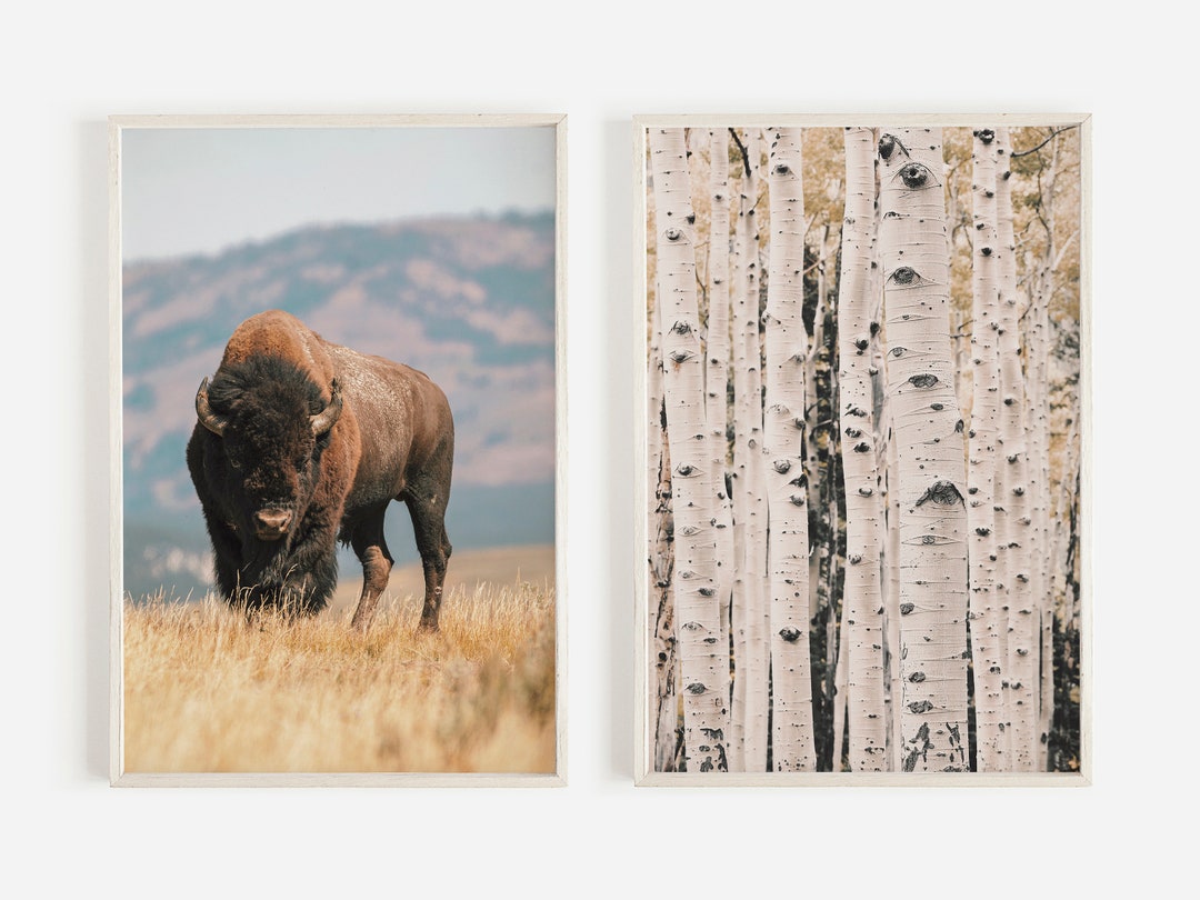 Western Buffalo Print Set, Birch Tree Scenery, Set of 2 Prints, Rustic ...