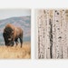 Western Buffalo Print Set, Birch Tree Scenery, Set of 2 Prints, Rustic ...