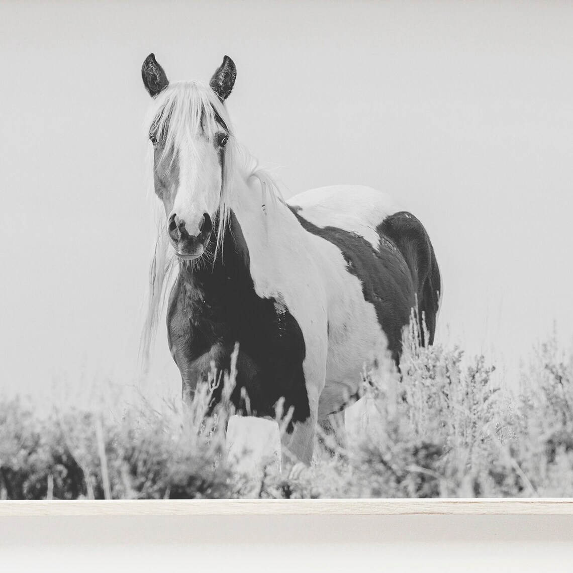 Wild Mustang in Desert, Black and White Horse Photo, Western Home Decor ...