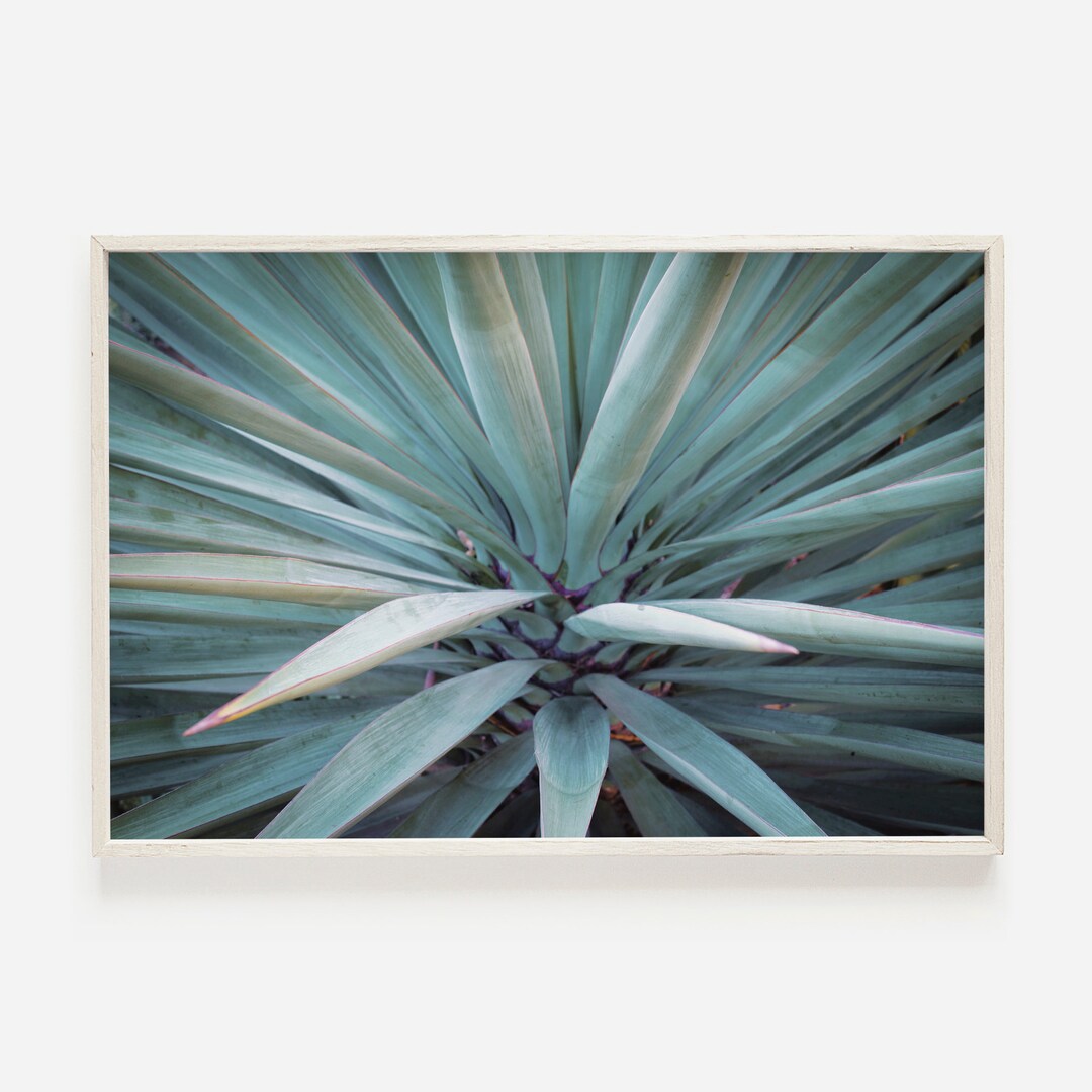 Blue Agave Print, Mexico Wall Art, Agave Farm Poster, Mexico Cactus ...