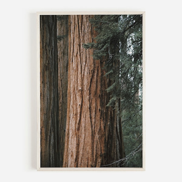 Redwood Tree Print - Etsy