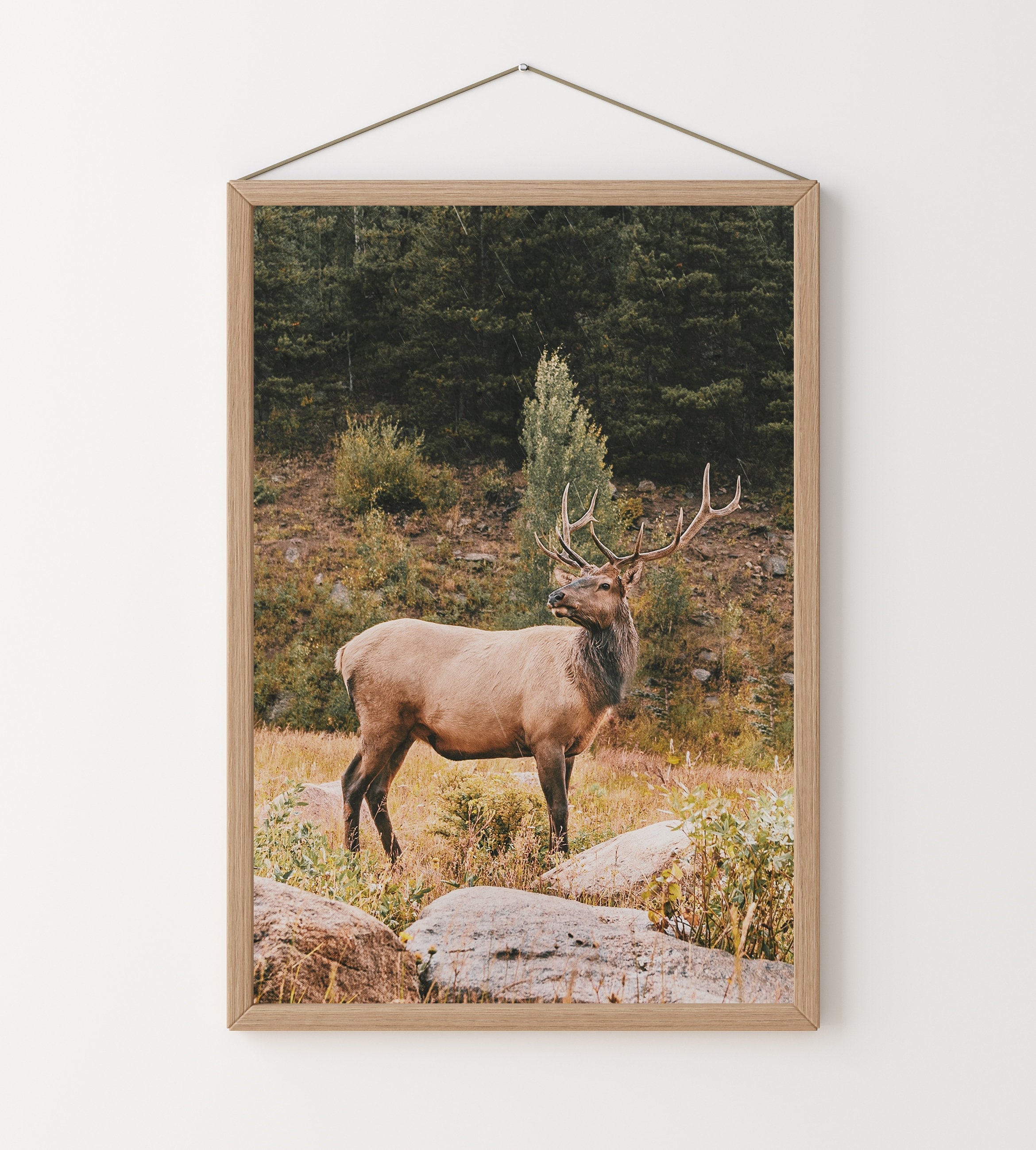 Bull Elk Wall Art, Wildlife Photography, Rustic Home Decor, Landscape ...