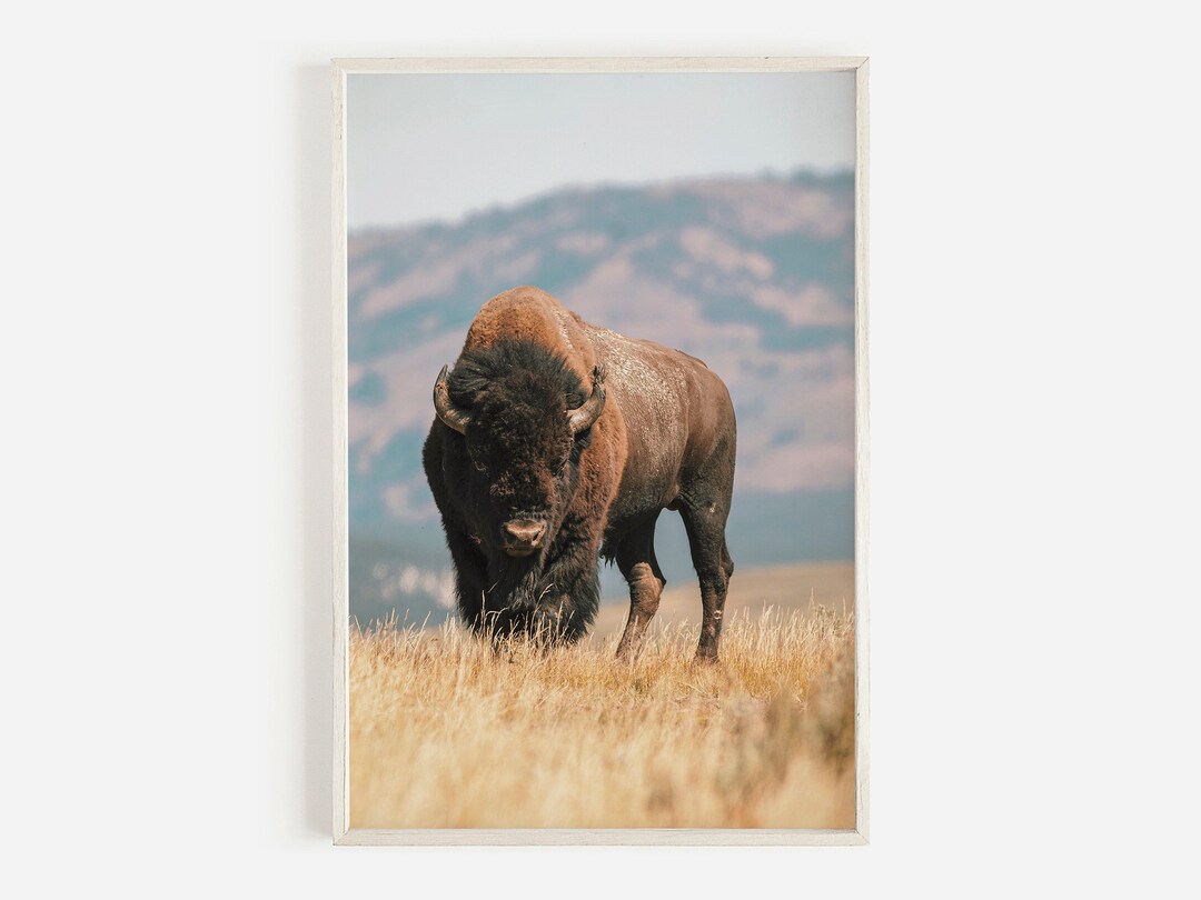 Buffalo Print, Wildlife Photography, Southwestern Decor, Farmhouse Wall ...