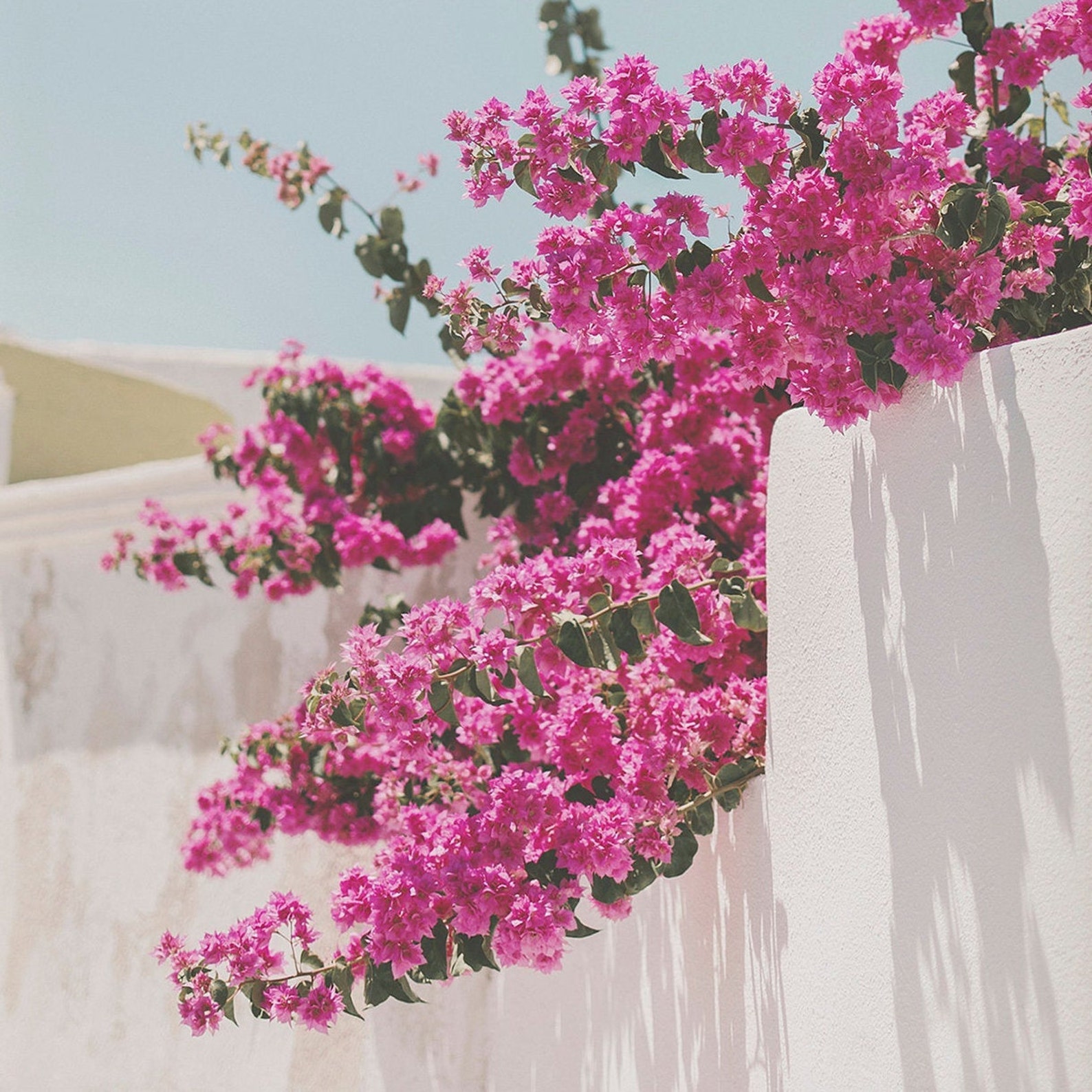 Pink Floral Print, Bougainvillea Wall Art, Greece Flower Photo ...
