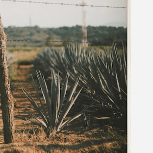 Agave Farm Wall Art, Barbed Wire Fence, Southwest Agriculture, Mexico ...