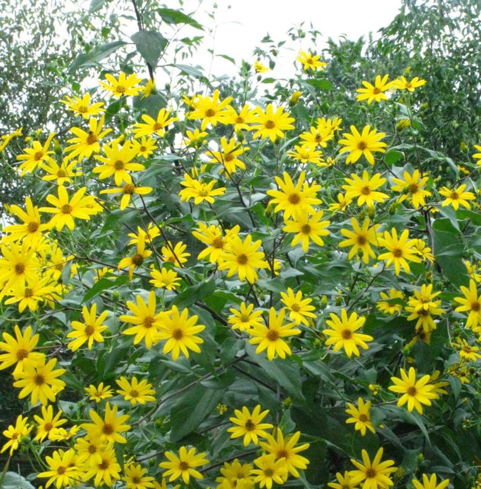 Live Sunchoke Rhizomes - Etsy