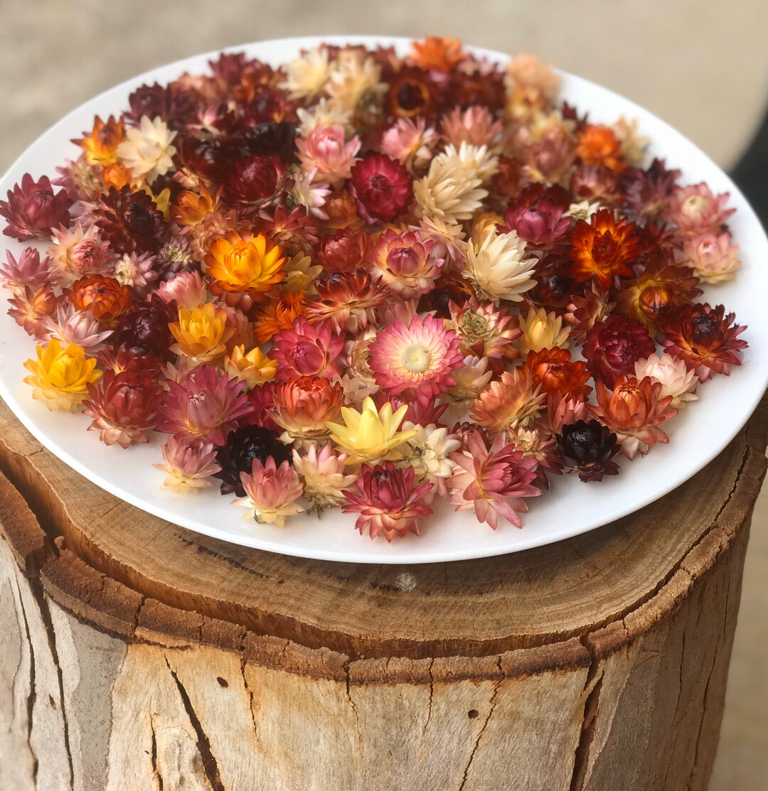 150 Small Dried Strawflower Heads for Crafts and Resin Embedding - Etsy