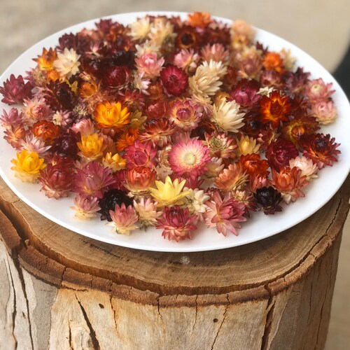 Bunch of Mini Dried Roses Naturally Dried Roses Crafts - Etsy
