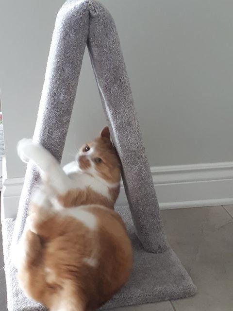 A-frame Cat Scratch Post/scratching Post/cat Scratcher/kitten/scratcher ...