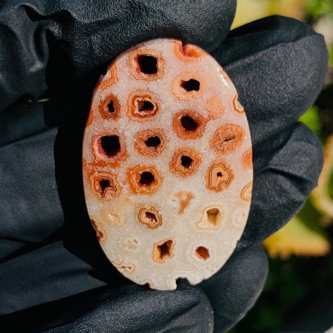 Fossil Coral Agate Fossilized Coral Fossil Coral Cabochon Fossil Coral ...