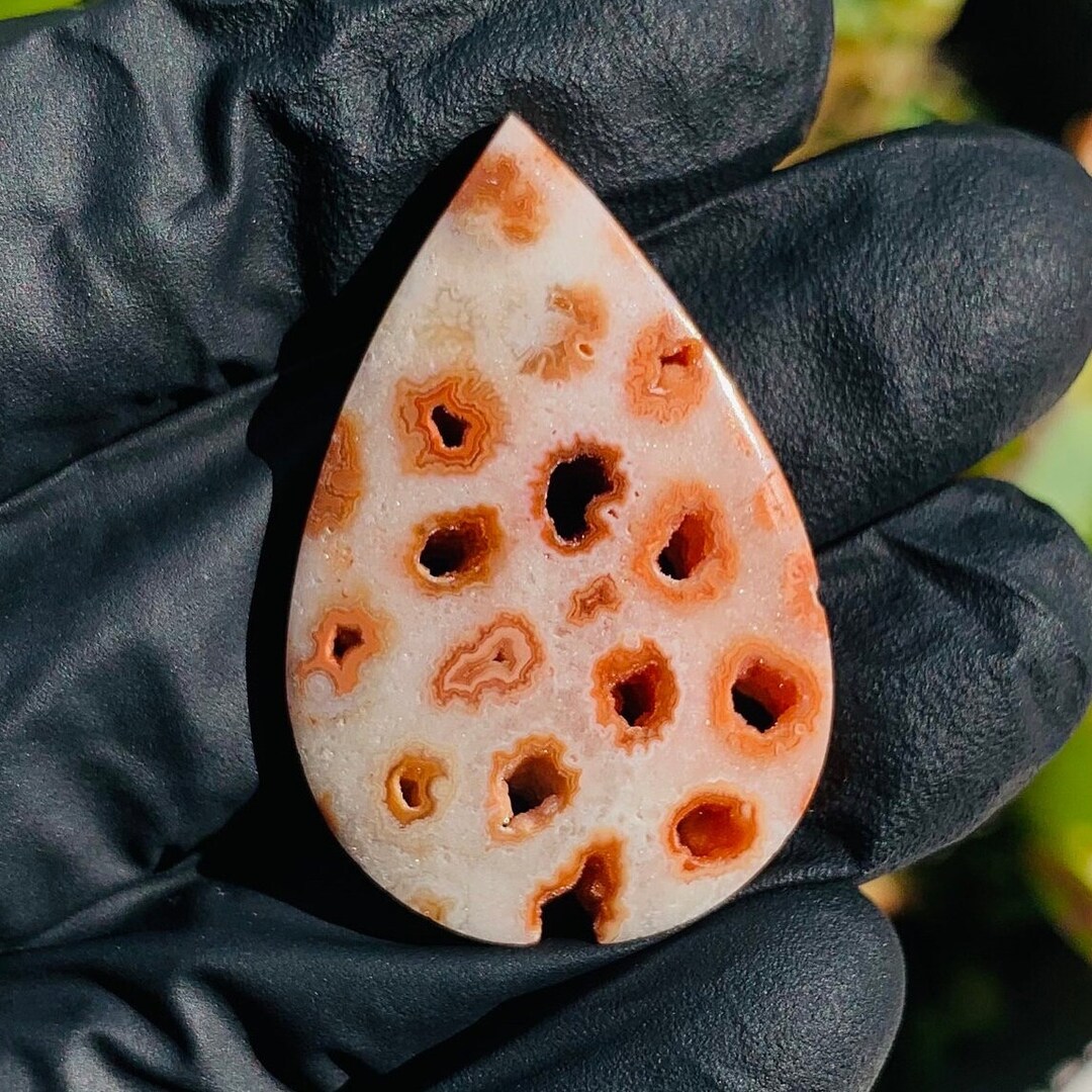 Fossil Coral Agate Fossilized Coral Fossil Coral Cabochon Fossil Coral ...