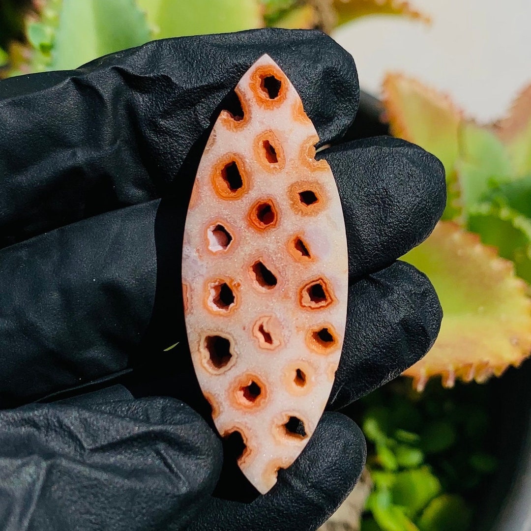 Fossil Coral Agate Fossilized Coral Fossil Coral Cabochon Fossil Coral ...