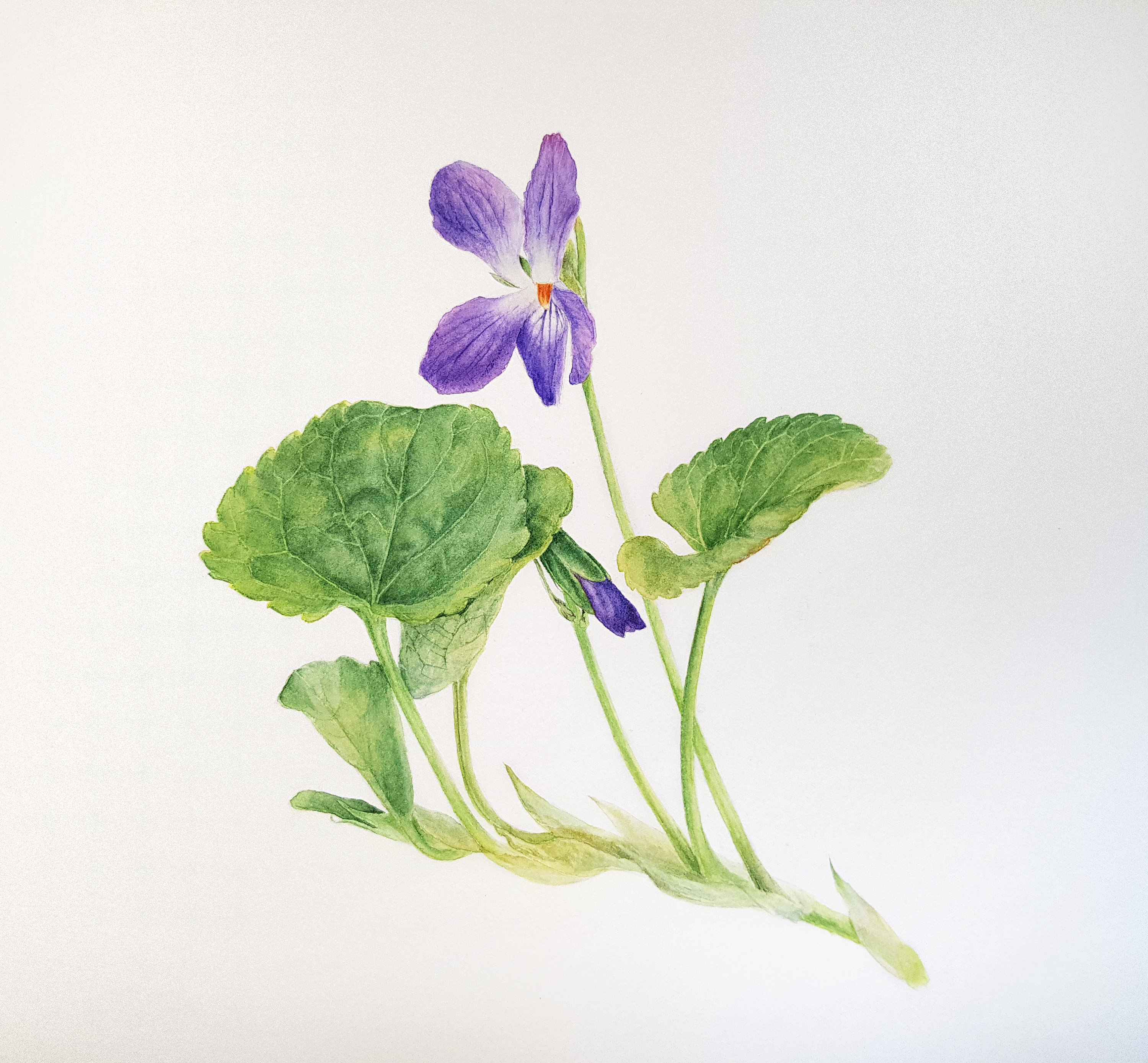 Small Viola Flower Watercolor Art, Botanical Watercolor, Floral ...