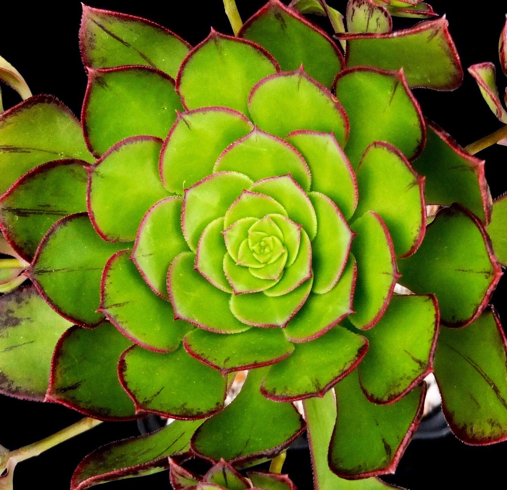 Succulent / Aeonium Red Edge / Live Plant / Specimen with | Etsy