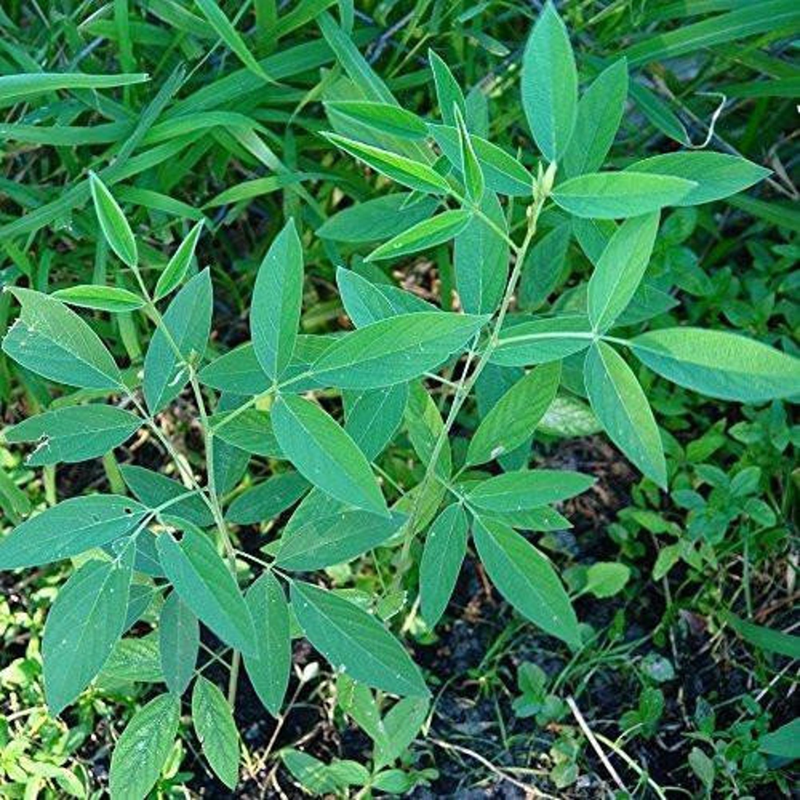 Pigeon Peas Seeds Gungo Peas Gandules Rare Seeds Fast Germination 75 ...