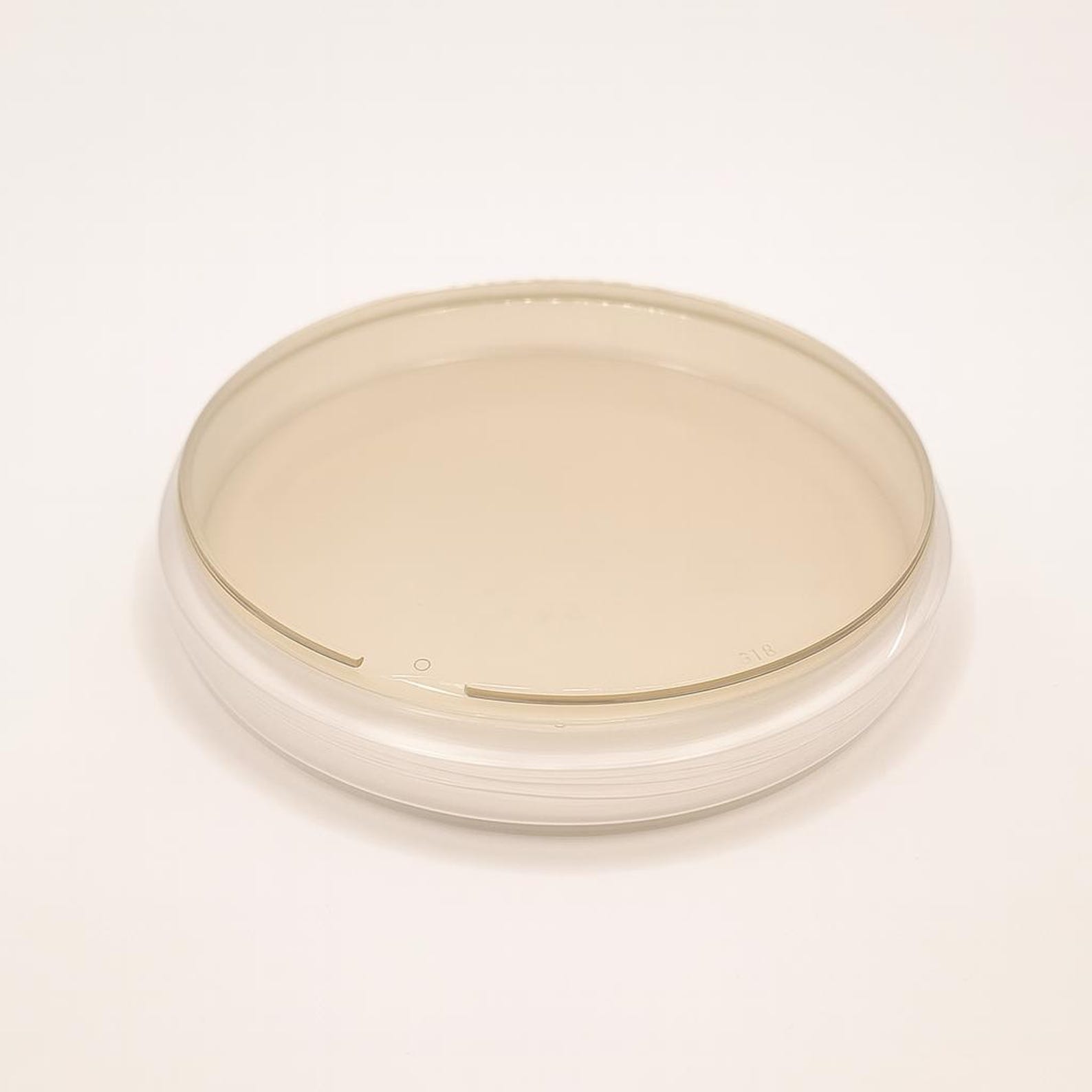10x Pre-poured Nutrient Agar Dishes in 90mm Plates - Etsy