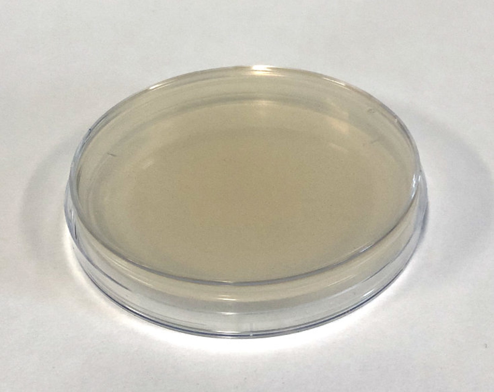 Pre-poured MEA (malt Extract Agar) Agar Petri Dishes in 90mm Plates - Etsy