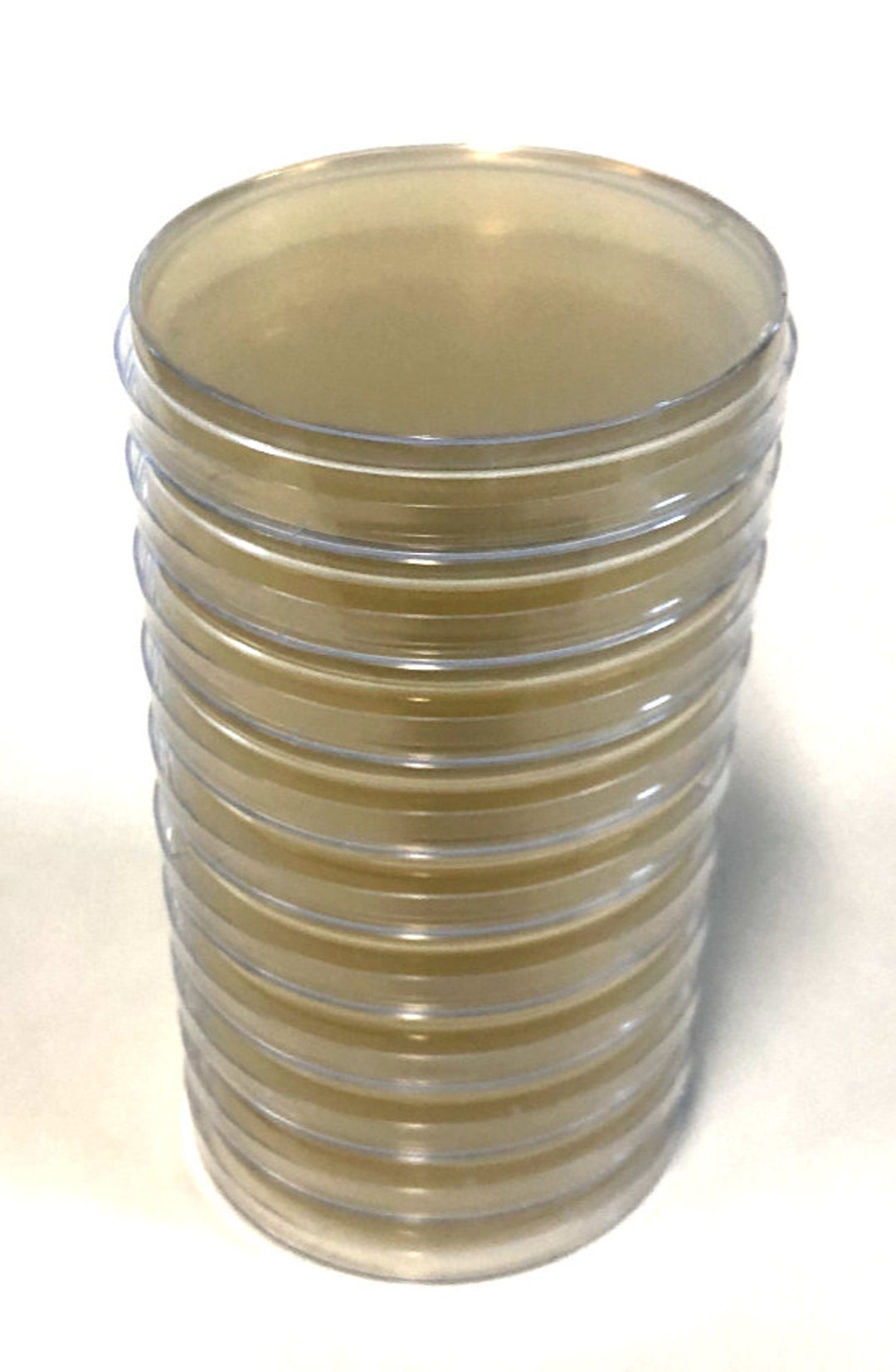 Pre-poured MEA malt Extract Agar Agar Petri Dishes in 90mm Plates - Etsy