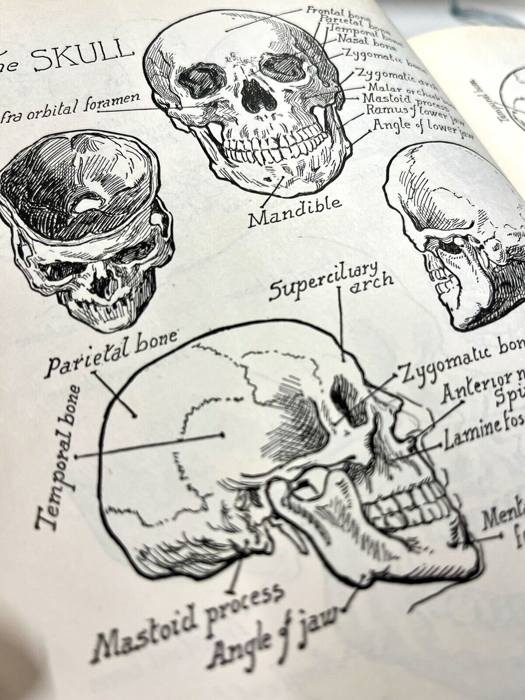Anatomy and Drawing by Victor Perard 1928 1946 Hardback Book With Dust ...