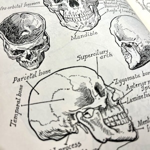 Anatomy and Drawing by Victor Perard 1928 1946 Hardback Book With Dust ...