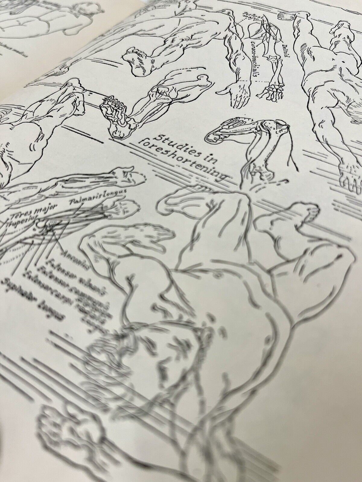 Anatomy And Drawing By Victor Perard 1928 1946 Hardback Book With Dust