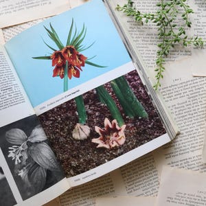 Vintage Book - the Pictorial Encyclopedia of Plants and Flowers - Etsy