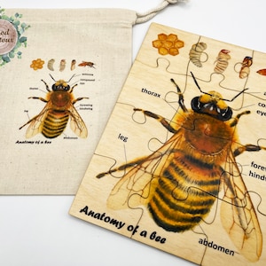 Montessori Wooden Anatomy Bee Puzzle/ Homeschool Preschool Kindergarten ...