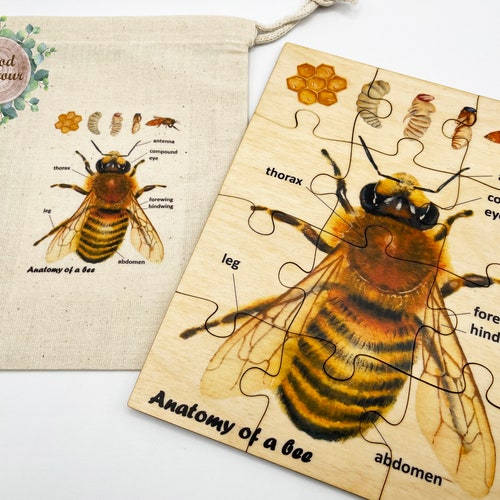 Montessori Wooden Anatomy Bee Puzzle/ Homeschool Preschool - Etsy