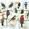 Birds Flashcards | Types of Birds 3-PART Cards | REAL PICTURES | All ...